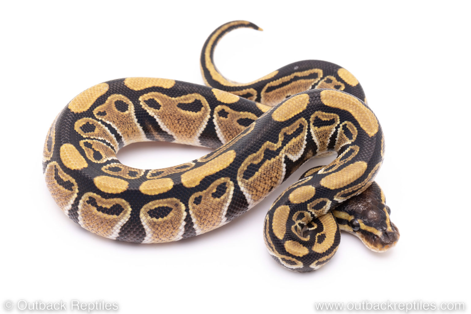 Out of Africa Ball Pythons | Outback Reptiles