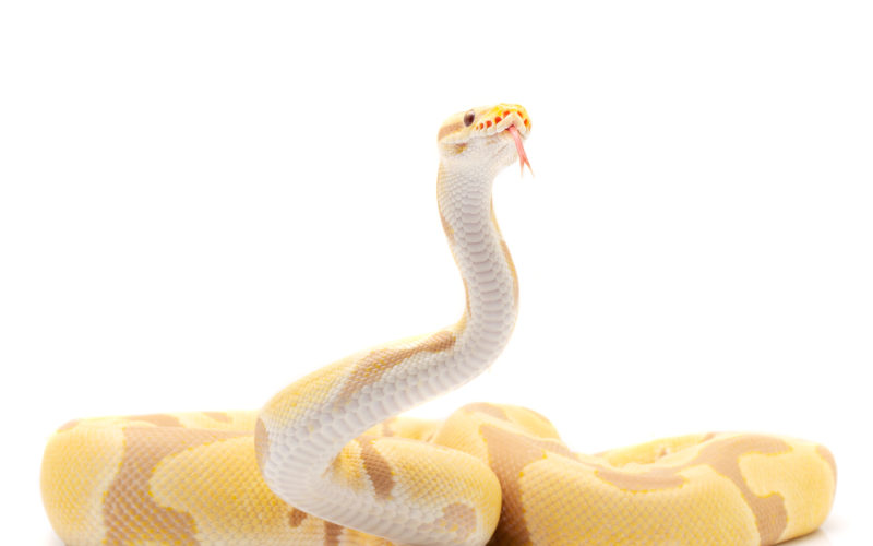 Debunking the Myth: Are Ball Pythons Really Picky Feeders? | Outback Reptiles