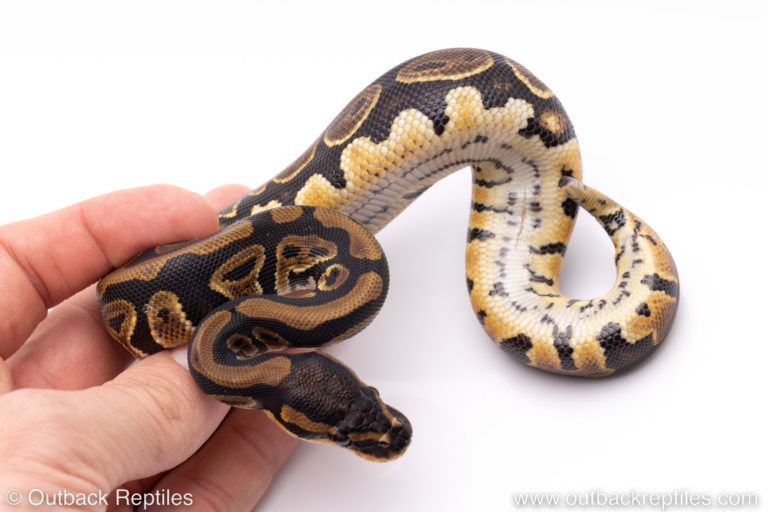 Out of Africa Ball Pythons | Outback Reptiles