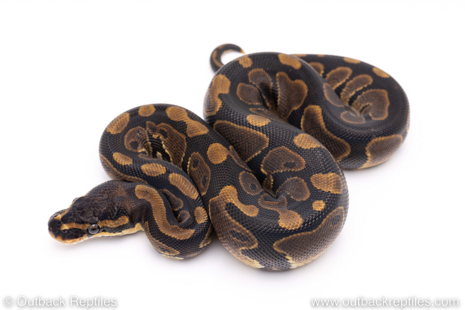 Out of Africa Ball Pythons | Outback Reptiles