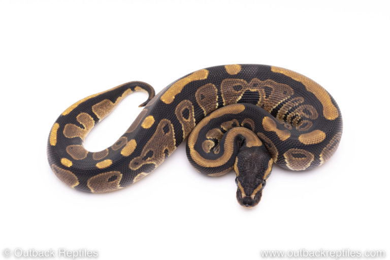 Out of Africa Ball Pythons | Outback Reptiles