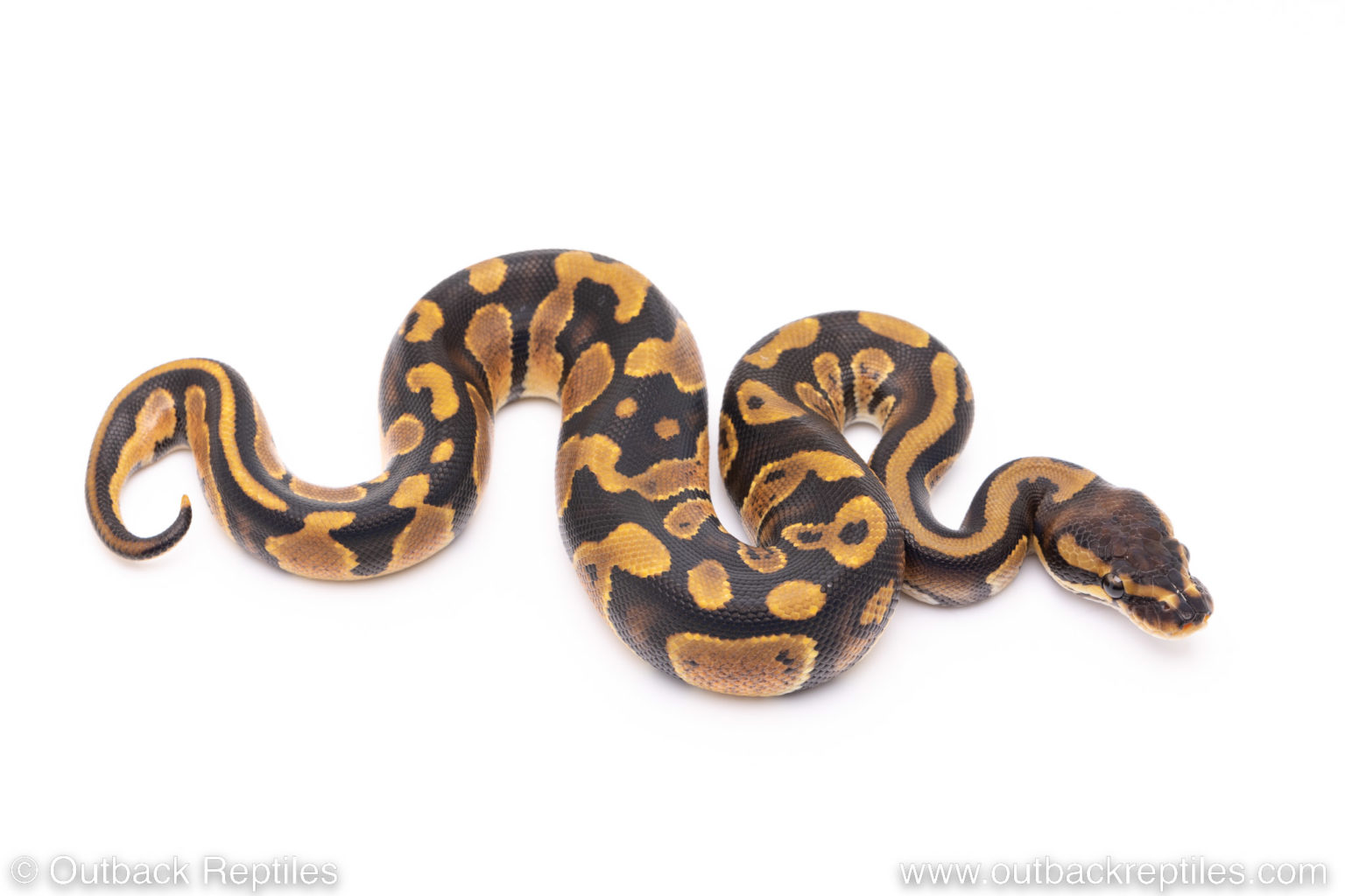 Out of Africa Ball Pythons | Outback Reptiles