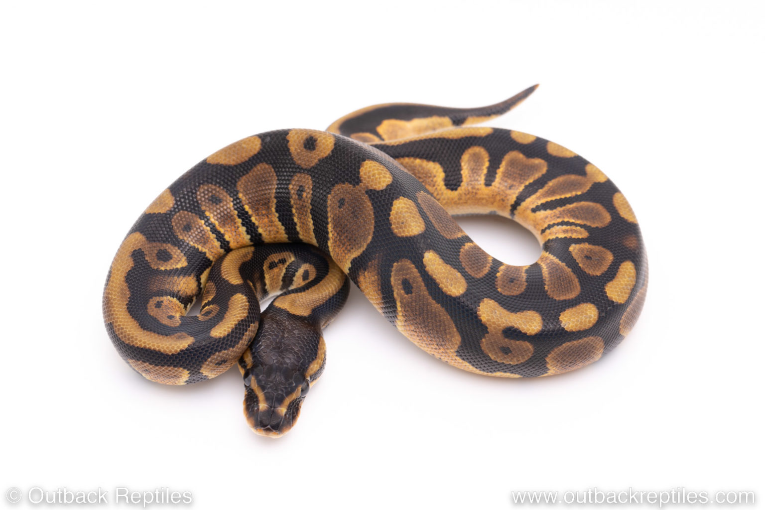 Out of Africa Ball Pythons | Outback Reptiles