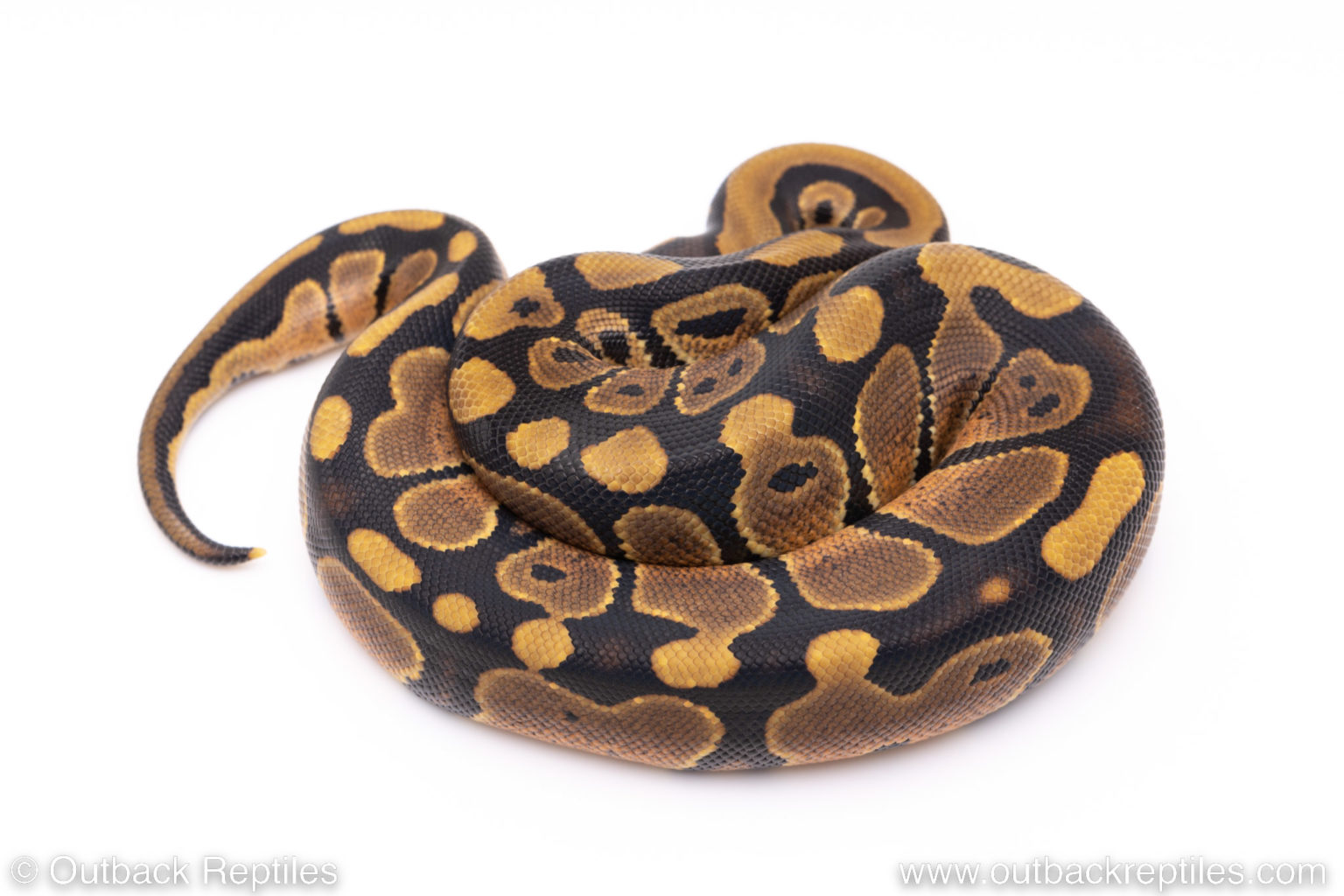 Out of Africa Ball Pythons | Outback Reptiles