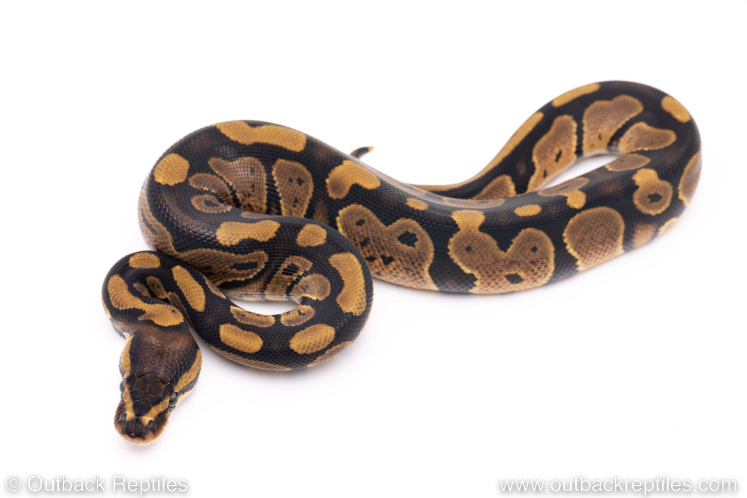 Out of Africa Ball Pythons | Outback Reptiles