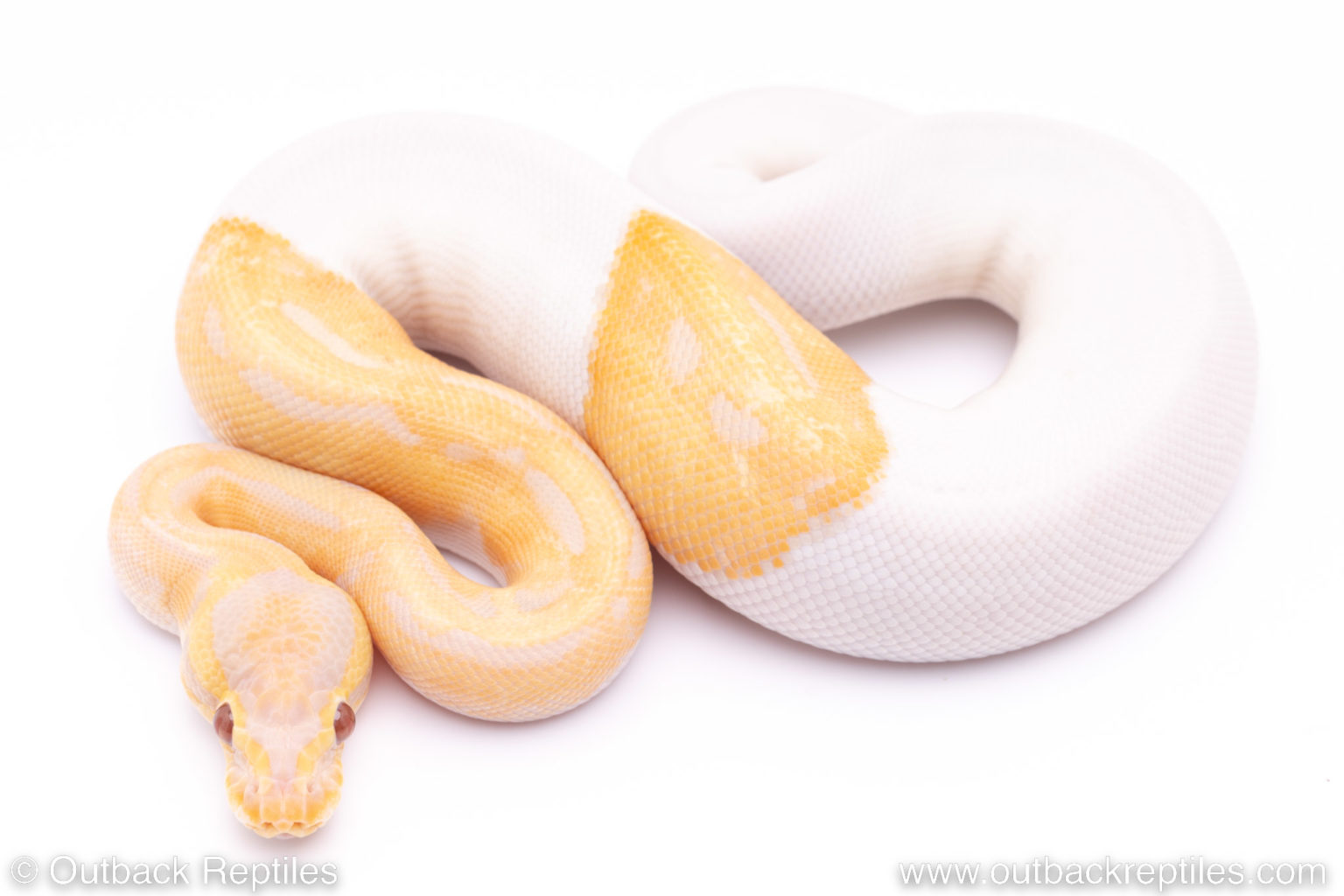 Pied Ball Pythons | Outback Reptiles