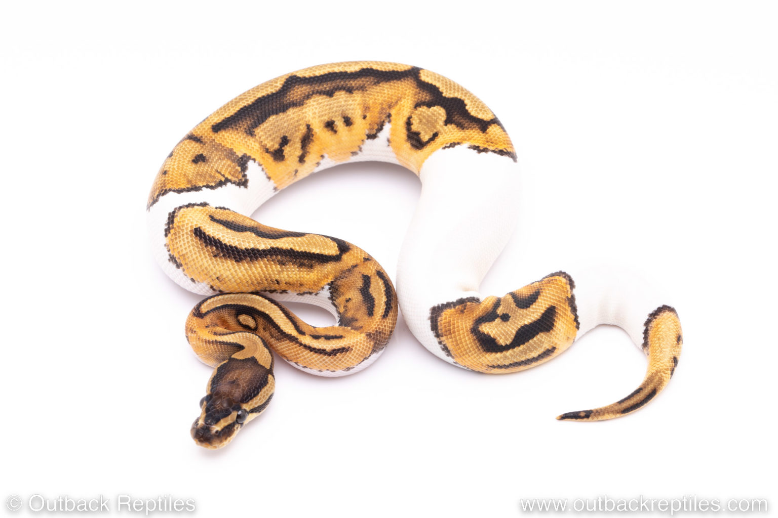 Captive Bred | Outback Reptiles