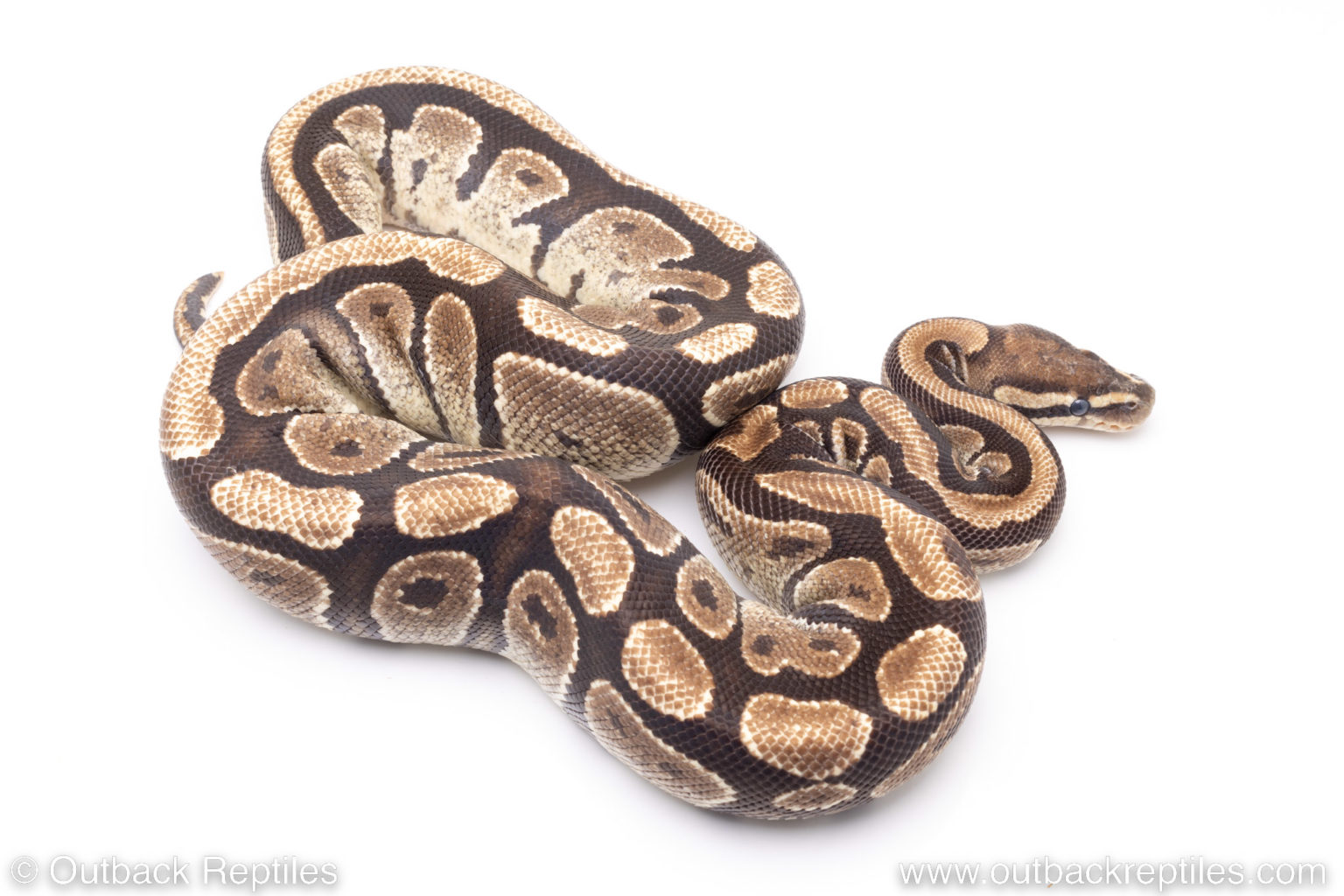 Out of Africa Ball Pythons | Outback Reptiles