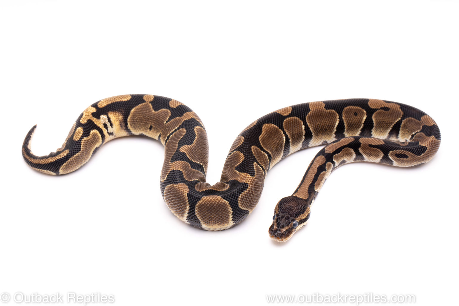 Out of Africa Ball Pythons | Outback Reptiles