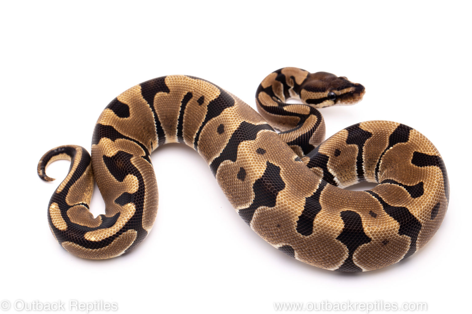 Out of Africa Ball Pythons | Outback Reptiles
