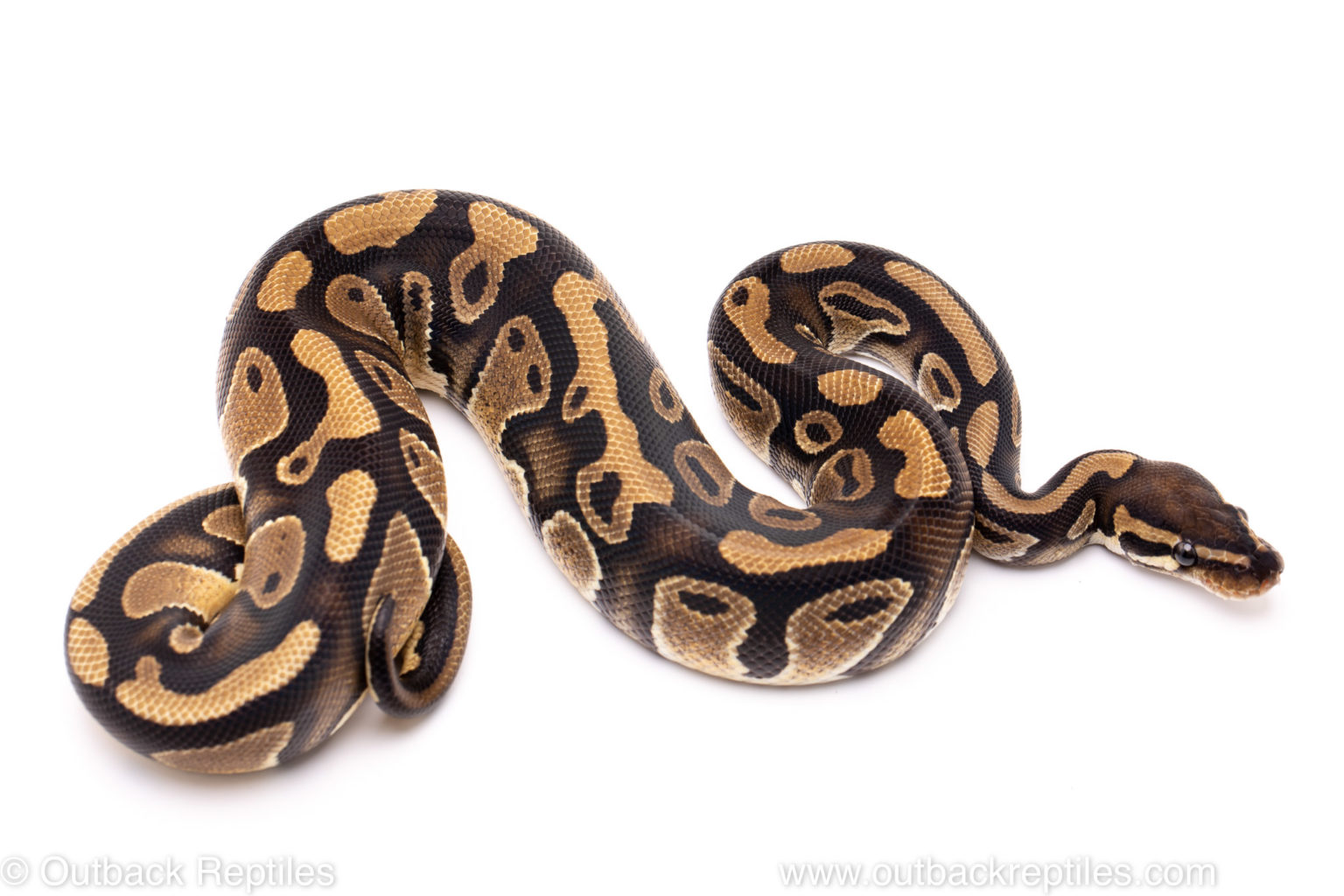 Out of Africa Ball Pythons | Outback Reptiles