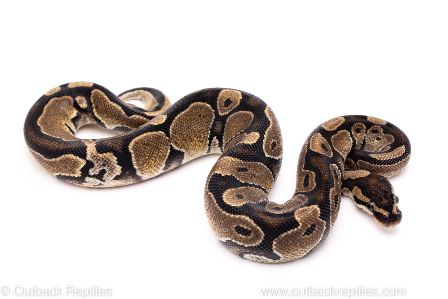 Out of Africa Ball Pythons | Outback Reptiles