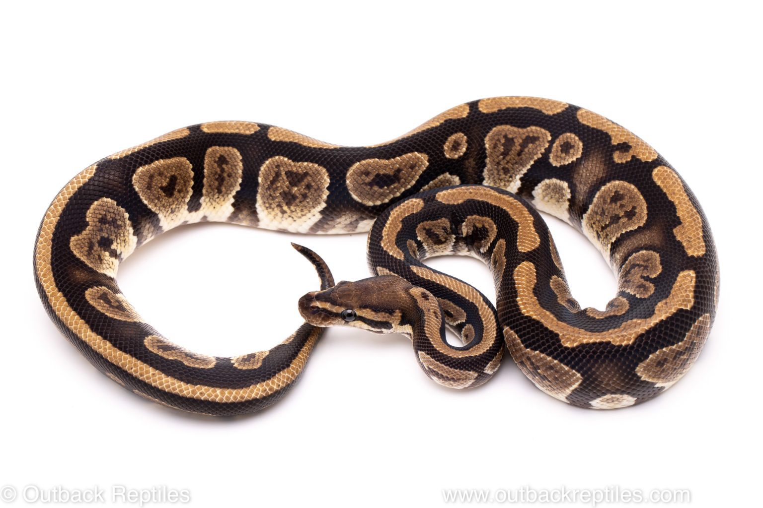 Out of Africa Ball Pythons | Outback Reptiles