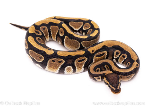 Out of Africa Ball Pythons | Outback Reptiles