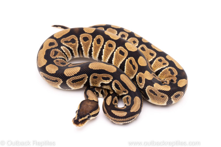 Out of Africa Ball Pythons | Outback Reptiles