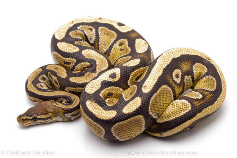 Outback Reptiles - Live Reptiles for Sale!