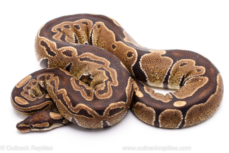 Outback Reptiles - Live Reptiles for Sale!