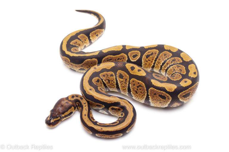 Out of Africa Ball Pythons | Outback Reptiles