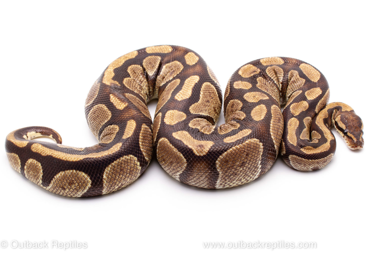 Out of Africa Ball Pythons | Outback Reptiles