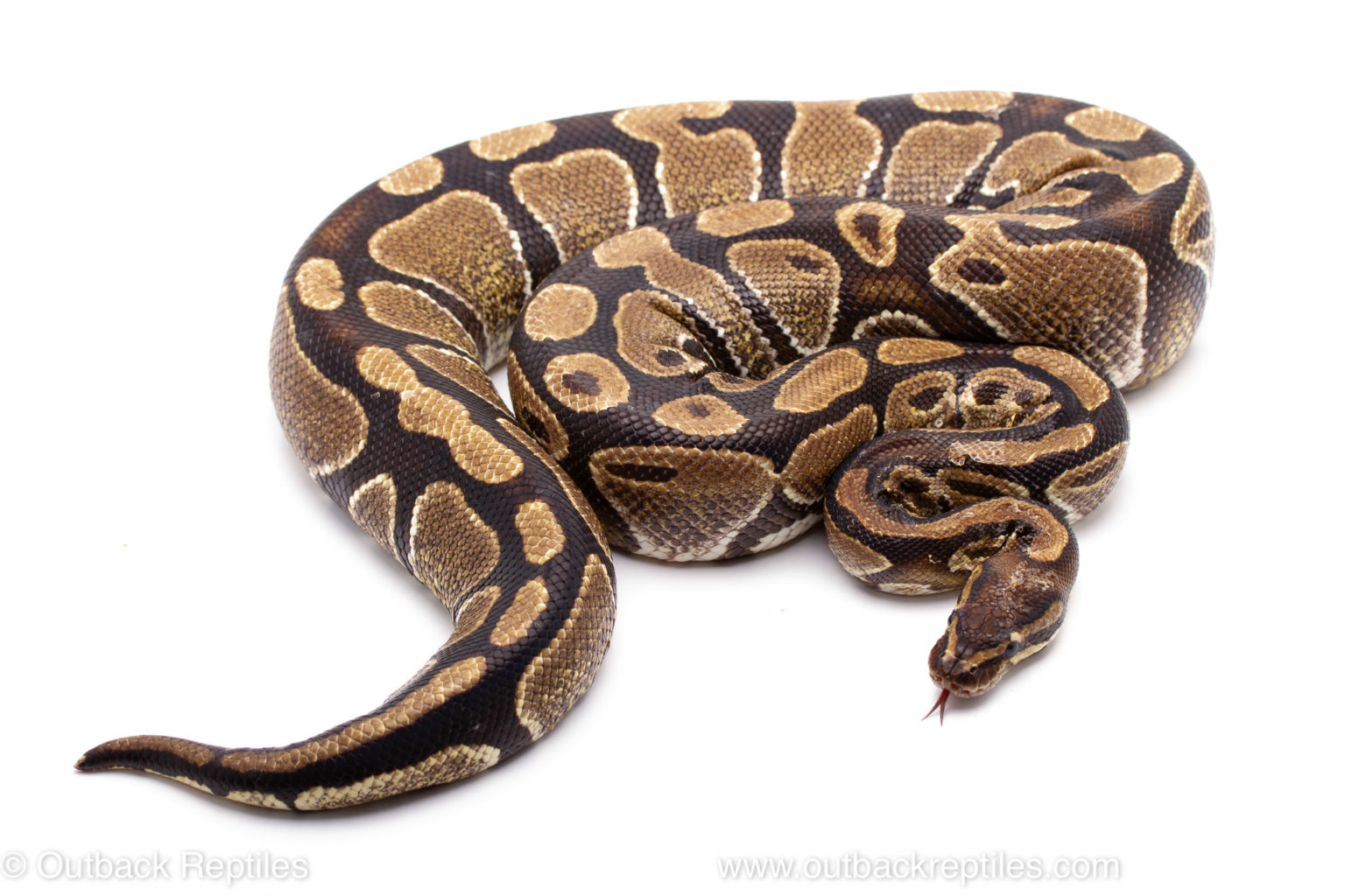 Out of Africa Ball Pythons | Outback Reptiles