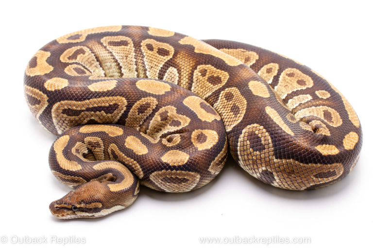 Outback Reptiles - Live Reptiles for Sale!