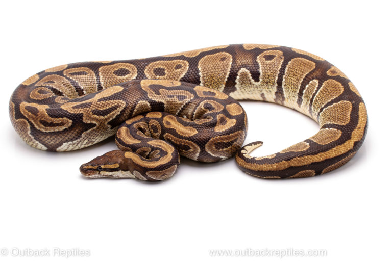 Out of Africa Ball Pythons | Outback Reptiles