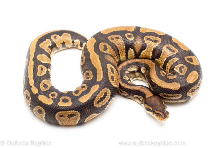 Outback Reptiles - Live Reptiles for Sale!