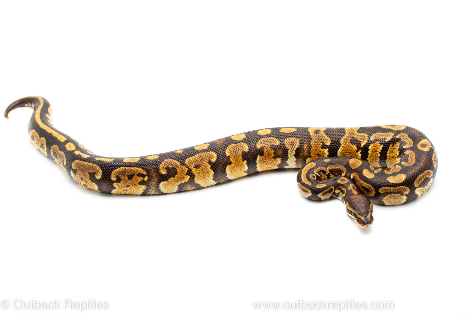Out of Africa Ball Pythons | Outback Reptiles
