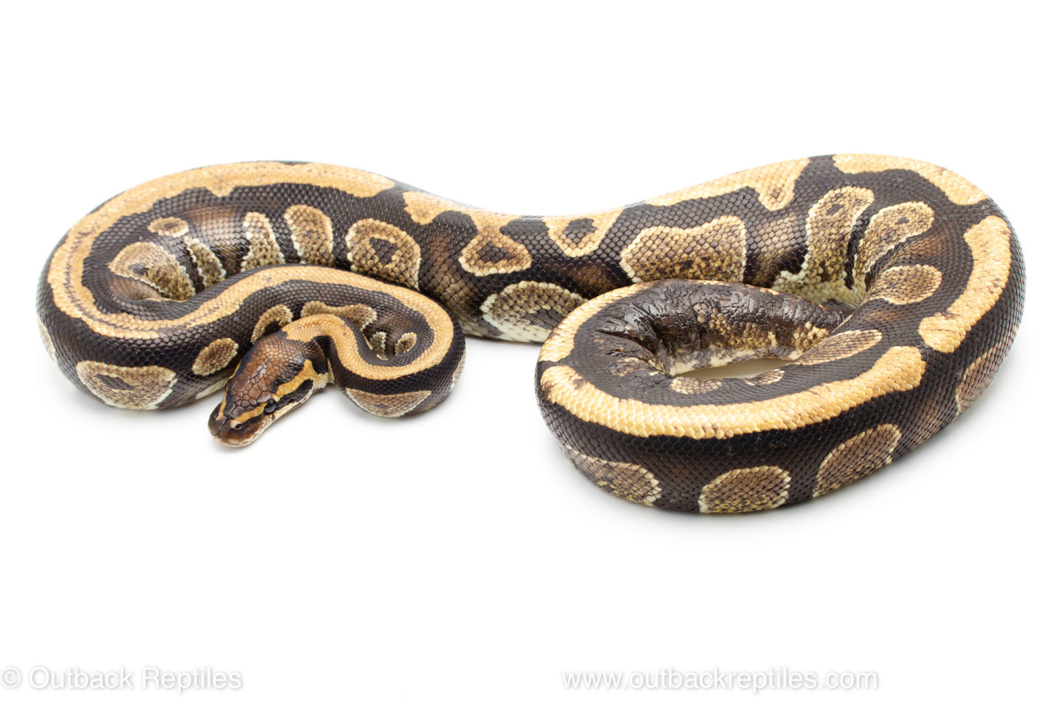 Out of Africa Ball Pythons | Outback Reptiles