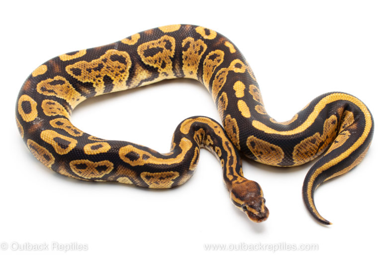 Out of Africa Ball Pythons | Outback Reptiles