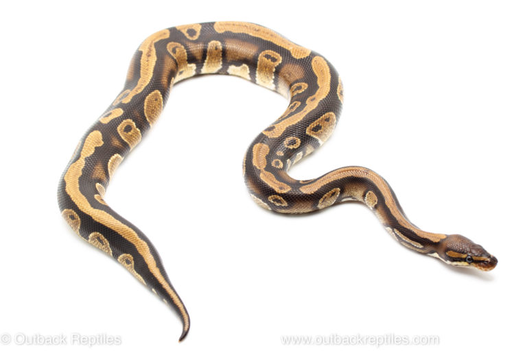 Out of Africa Ball Pythons | Outback Reptiles