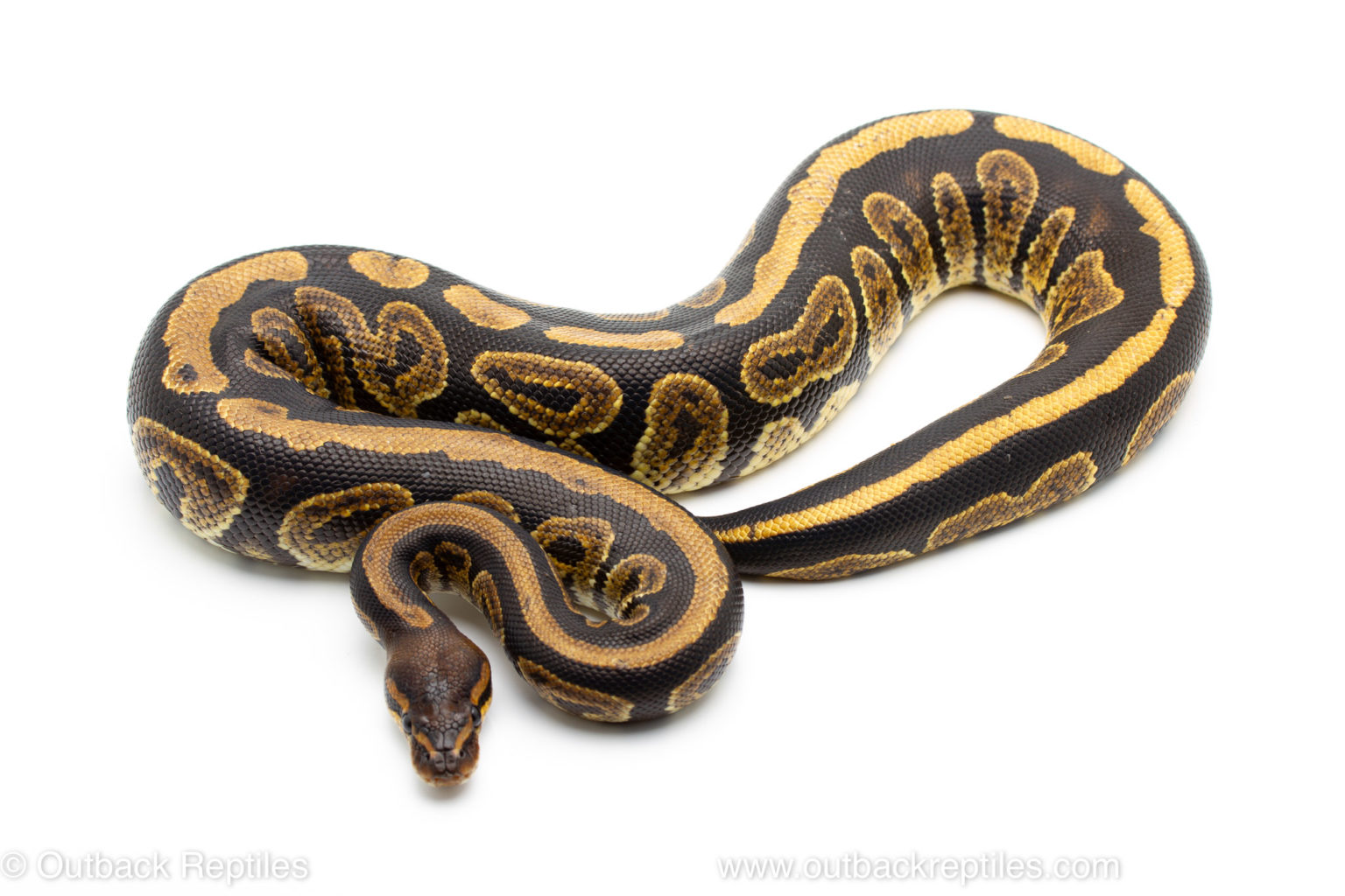 Out of Africa Ball Pythons | Outback Reptiles