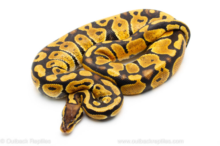 Out of Africa Ball Pythons | Outback Reptiles
