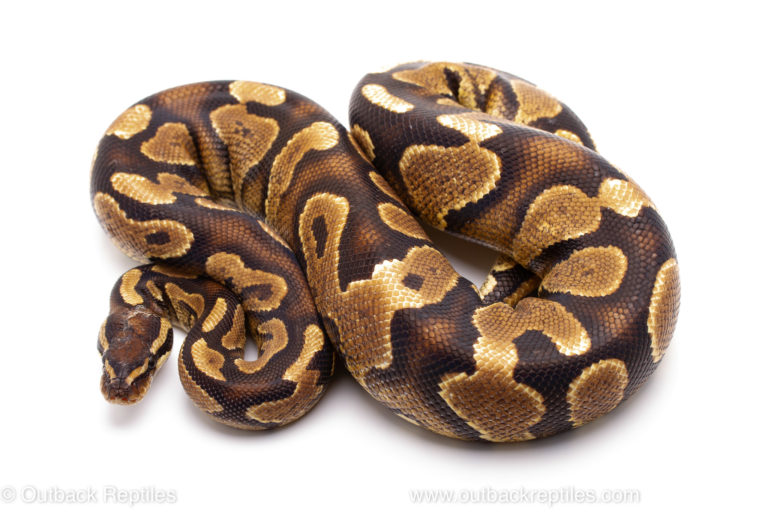 Out of Africa Ball Pythons | Outback Reptiles
