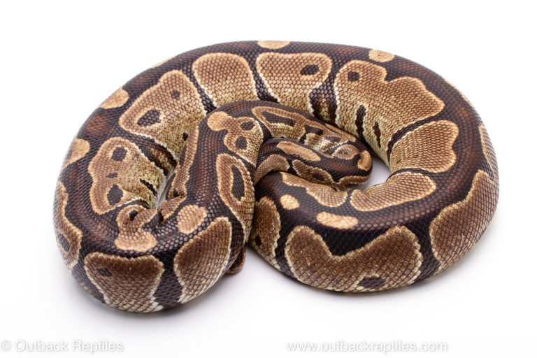 Out of Africa Ball Pythons | Outback Reptiles