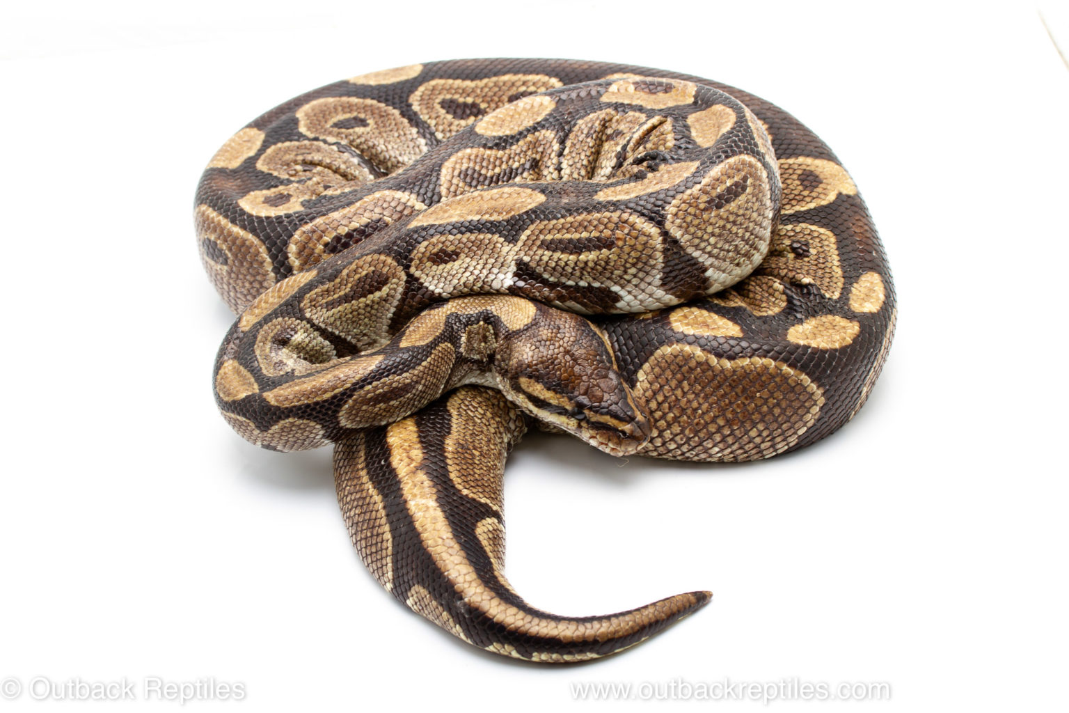 Out of Africa Ball Pythons | Outback Reptiles