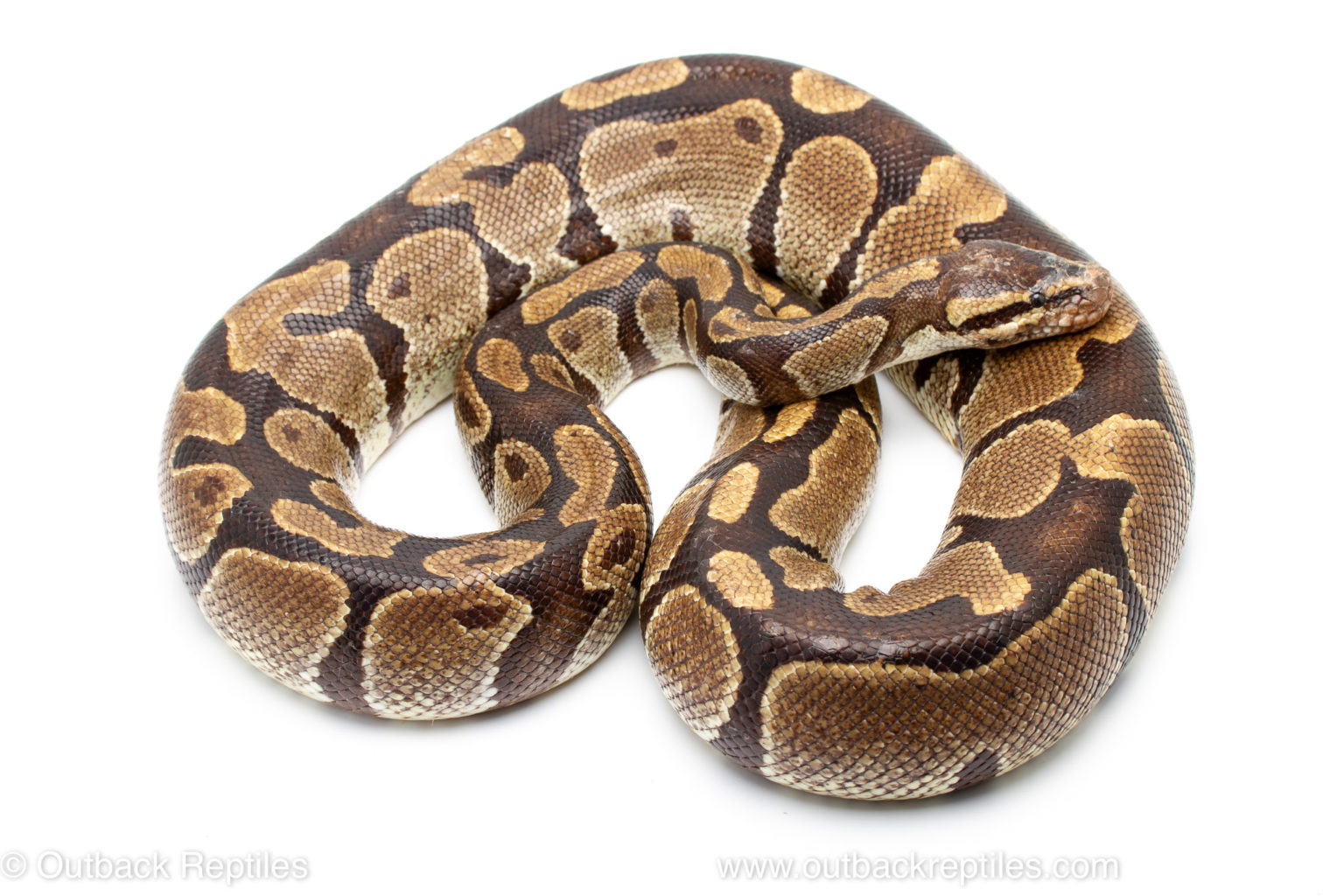 Volta Ball Python 2 3648g | Outback Reptiles