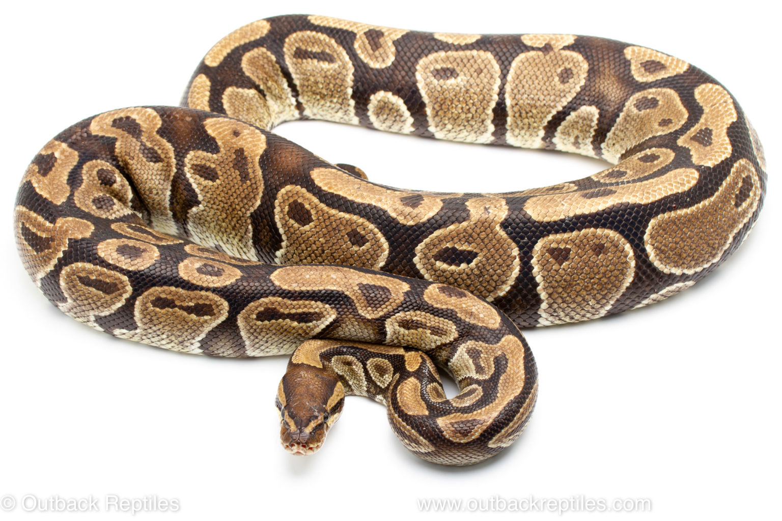 Volta Ball Python 4 3526g | Outback Reptiles