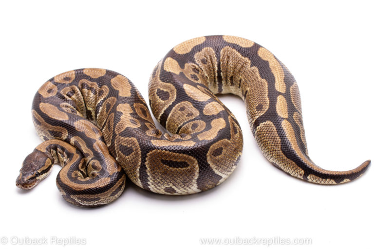 Out of Africa Ball Pythons | Outback Reptiles