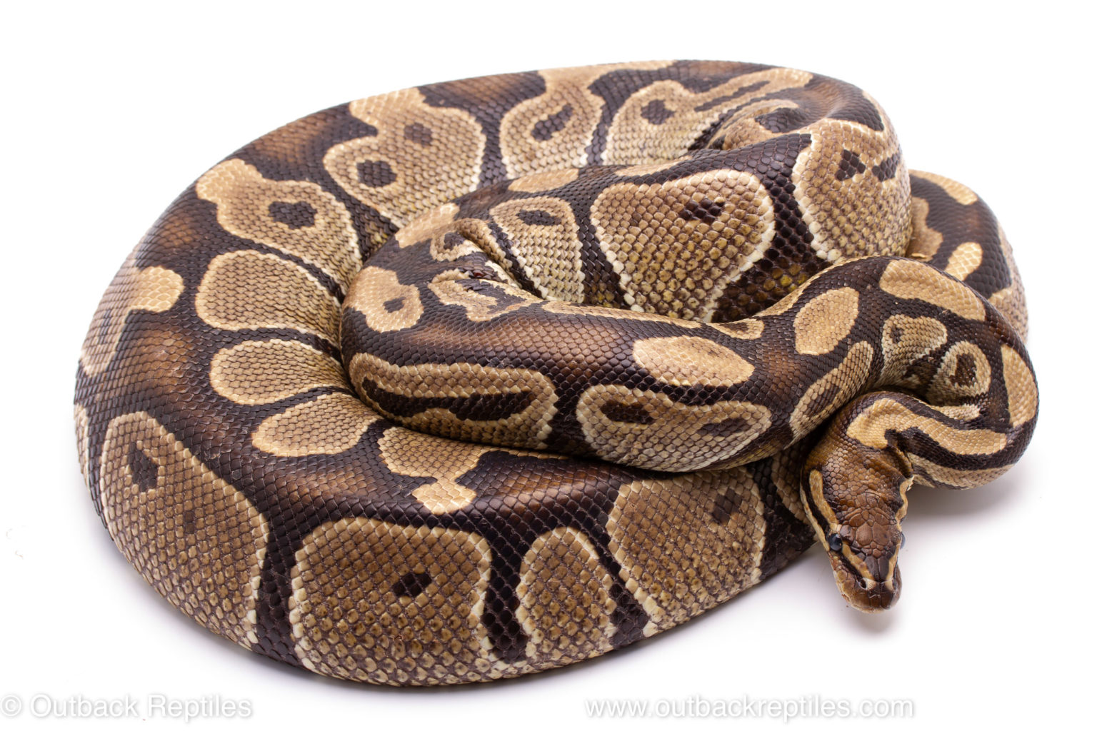 Out of Africa Ball Pythons | Outback Reptiles