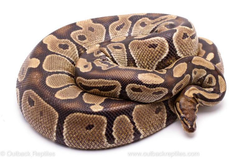 Out of Africa Ball Pythons | Outback Reptiles