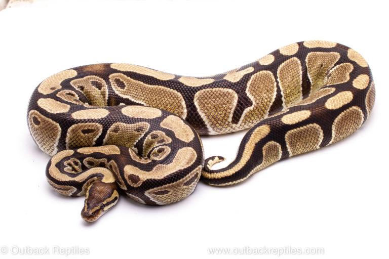 Out of Africa Ball Pythons | Outback Reptiles