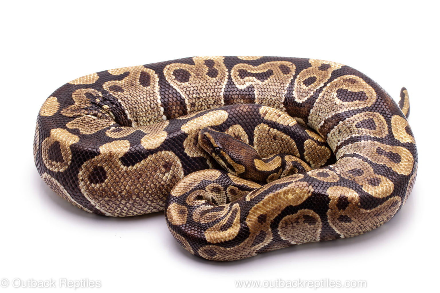 Out of Africa Ball Pythons | Outback Reptiles