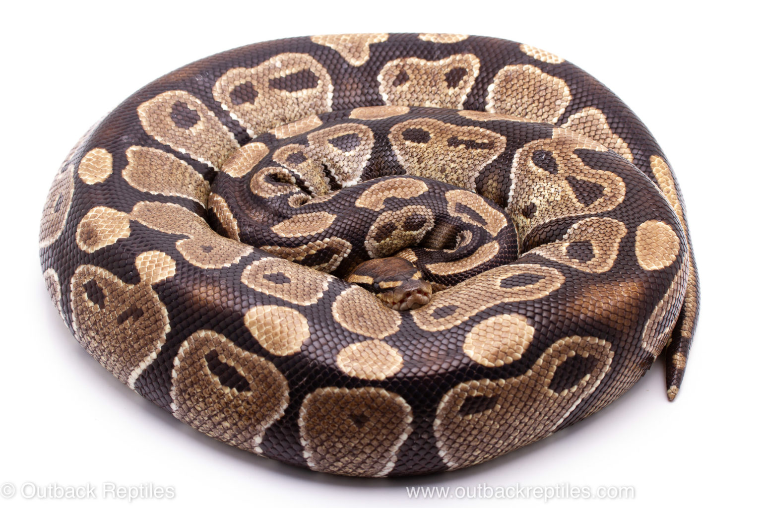 AFrica Import Ball Python 2734 | Outback Reptiles