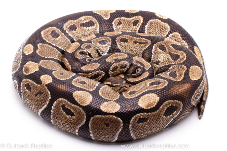 Out of Africa Ball Pythons | Outback Reptiles