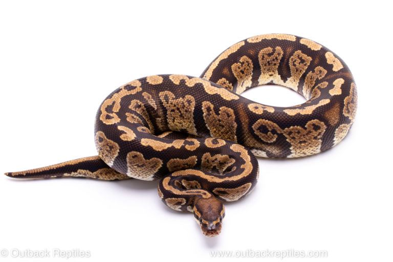 Out of Africa Ball Pythons | Outback Reptiles