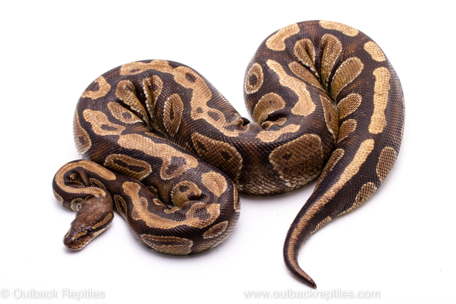 Out of Africa Ball Pythons | Outback Reptiles