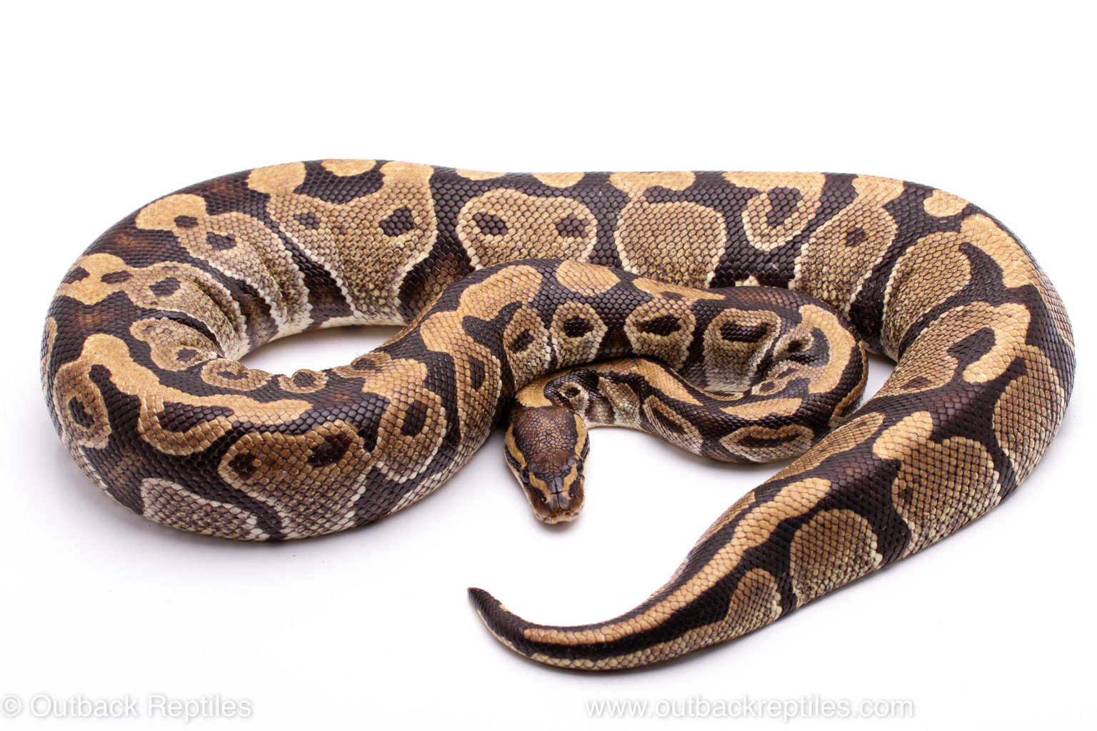 Out of Africa Ball Pythons | Outback Reptiles
