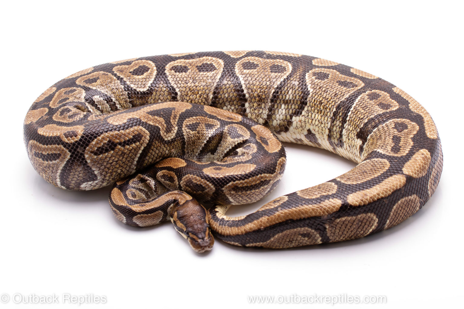 Out of Africa Ball Pythons | Outback Reptiles