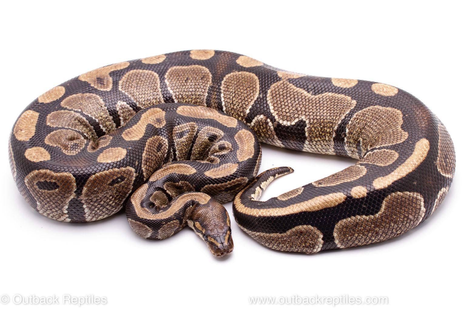 Out of Africa Ball Pythons | Outback Reptiles